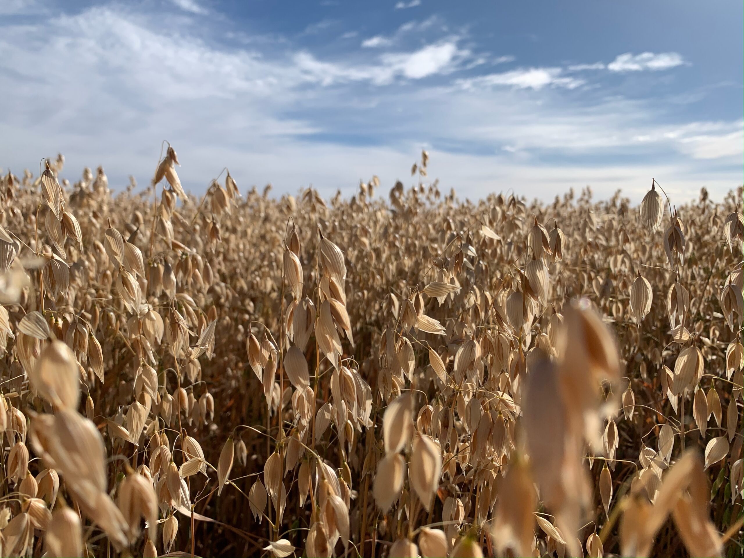 Grains Australia establishes a new Oat Council with eight industry ...