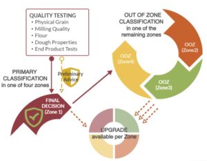 Wheat Classification Process - Grains Australia