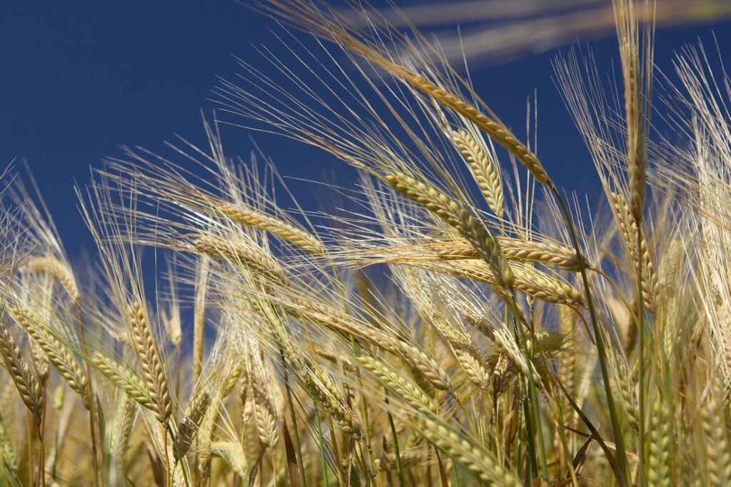 Barley - Grains Australia