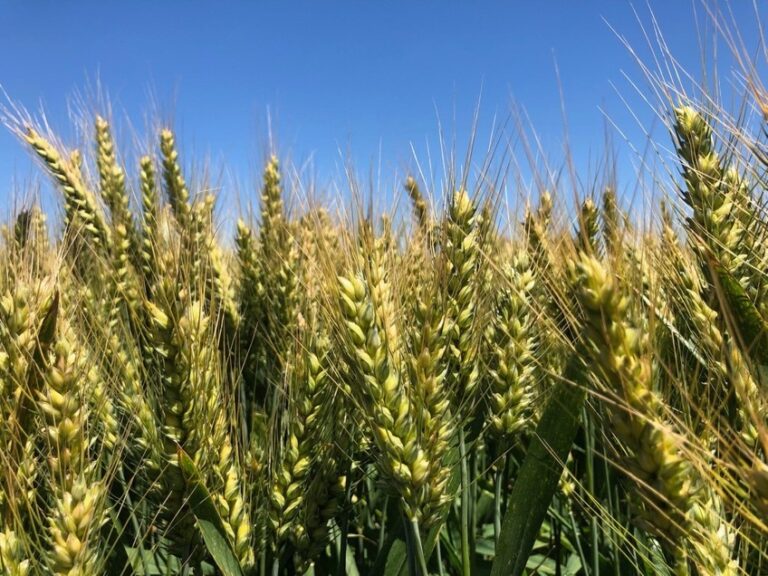 Wheat - Grains Australia