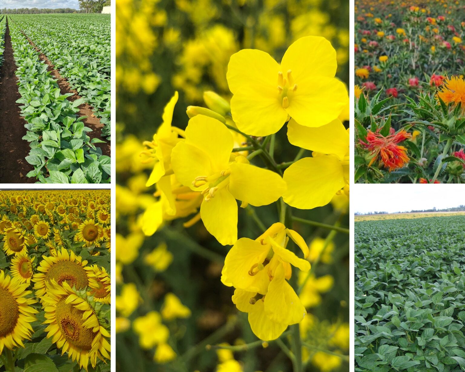 Oilseed Council - Grains Australia