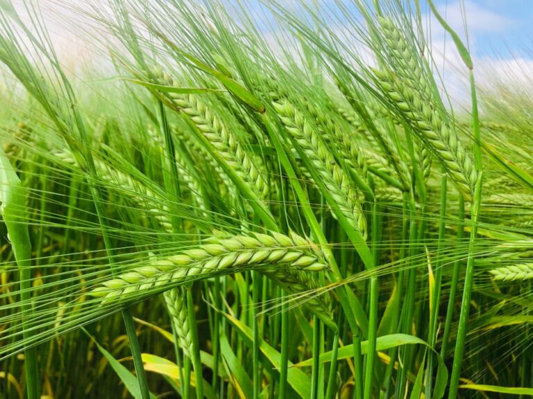 Cyclops and Neo CL accredited as malting barley - Grains Australia